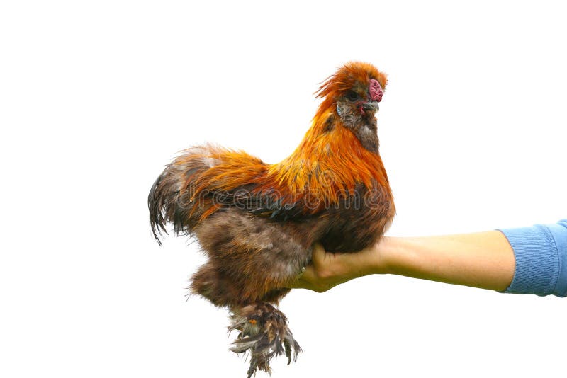A chicken or rooster stock photo. Image of head, barnyard - 37532706