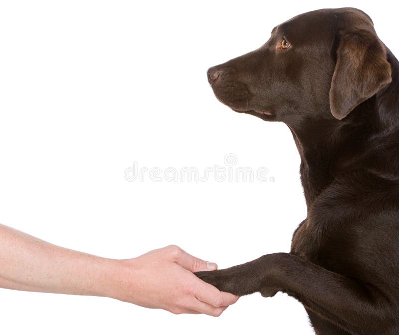 Hand Holding Chocolate Labrador S Paw Stock Photo - Image of obedient ...
