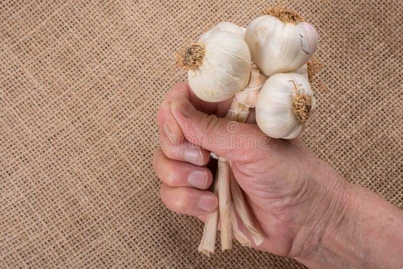 Hand Holding Cloves of Garlic in View Stock Photo - Image of nutrition ...