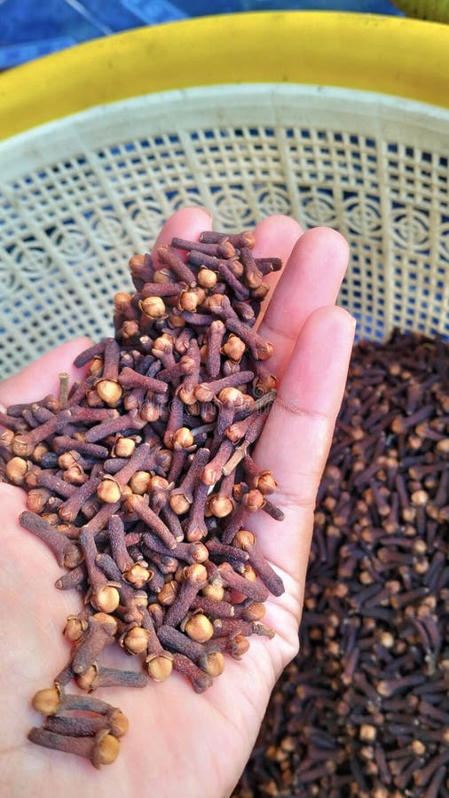 A Hand Holding Cloves To Check Their Quality Stock Photo - Image of ...