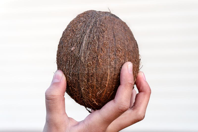 Isolate Hand Holding Coconut Stock Photos - Free & Royalty-Free Stock ...