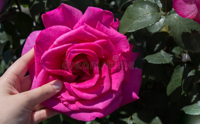Beautiful Colorful Rose Flower in Hand Stock Photo - Image of love ...