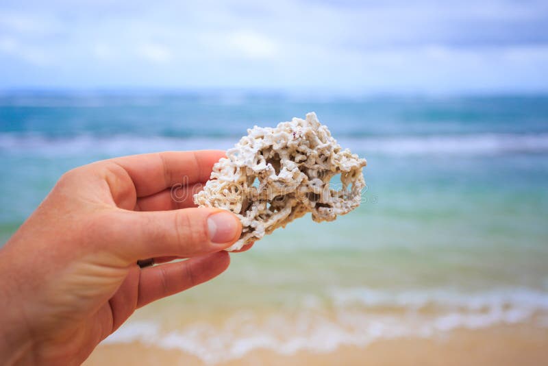 Hand Holding Coral Shell stock image. Image of pacific - 65448847