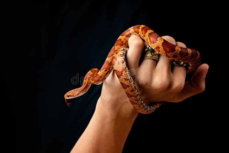 Hand Holding Corn Snake Stock Photos - Free & Royalty-Free Stock Photos ...