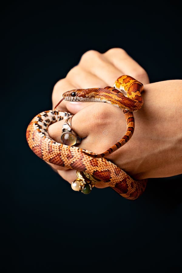 Hand Holding Corn Snake Stock Photos - Free & Royalty-Free Stock Photos ...