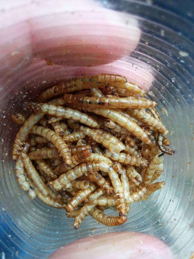 Hand Holding a Cup of Worm S Stock Image - Image of nice, worms: 81613011