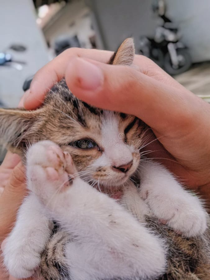 Hand holding a cute kitten stock image. Image of kitten - 207897579