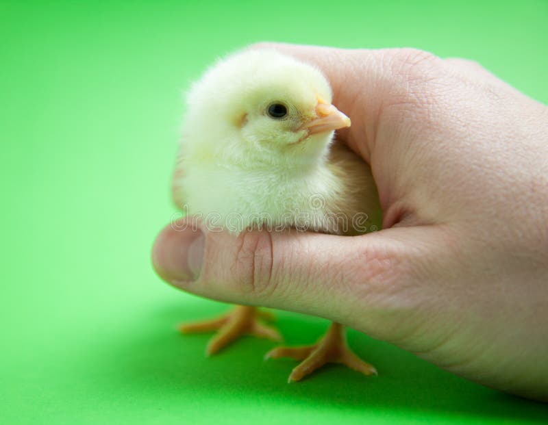 1,450 Hand Holding Baby Chick Stock Photos - Free & Royalty-Free Stock ...