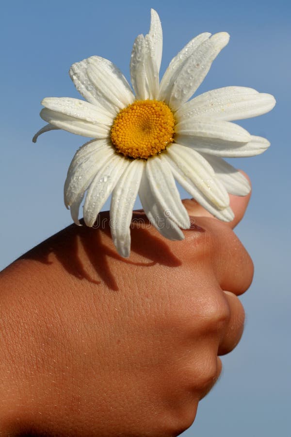 Hand Holding a Daisy stock photo. Image of blossoming - 1723254