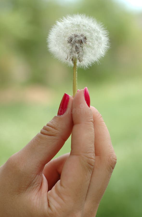 Hand holding dandelion stock photo. Image of nail, grass - 2713996