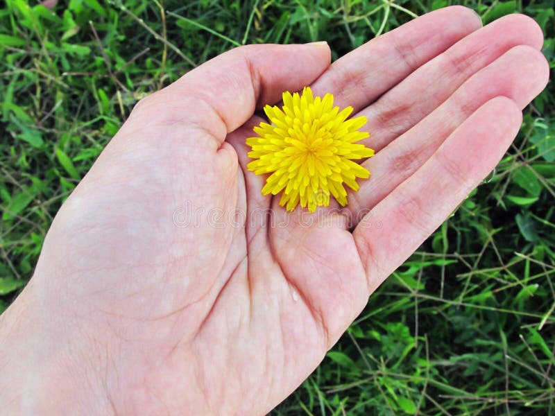 Hand holding a dandelion stock photo. Image of dandelion - 48073870
