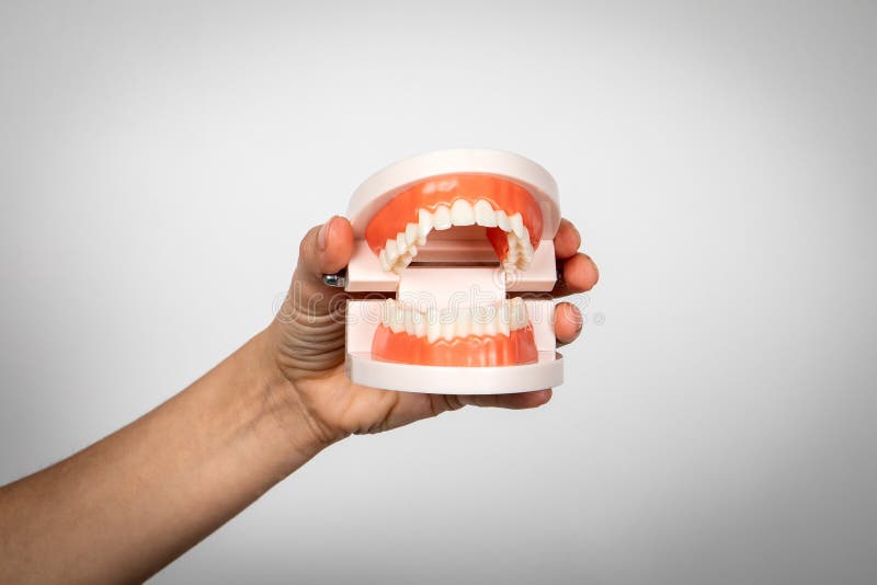 Hand Holding Dental Pattern, Structure of Teeth and Gums Stock Photo ...
