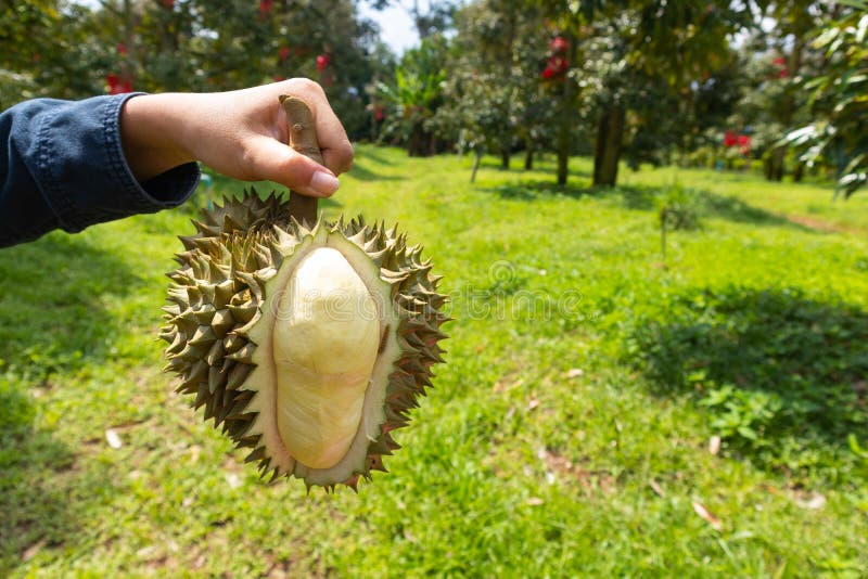 Hand Holding Durain Warm, Problem Rotten Durian Causes Warm Stock Image ...