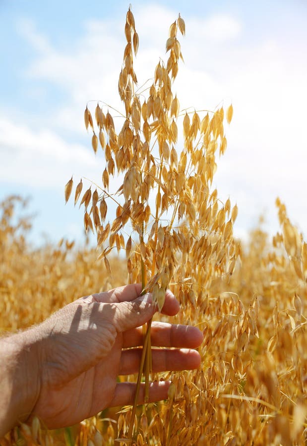 Hand Holding the Ear of Oats Stock Image - Image of stem, meal: 99403973