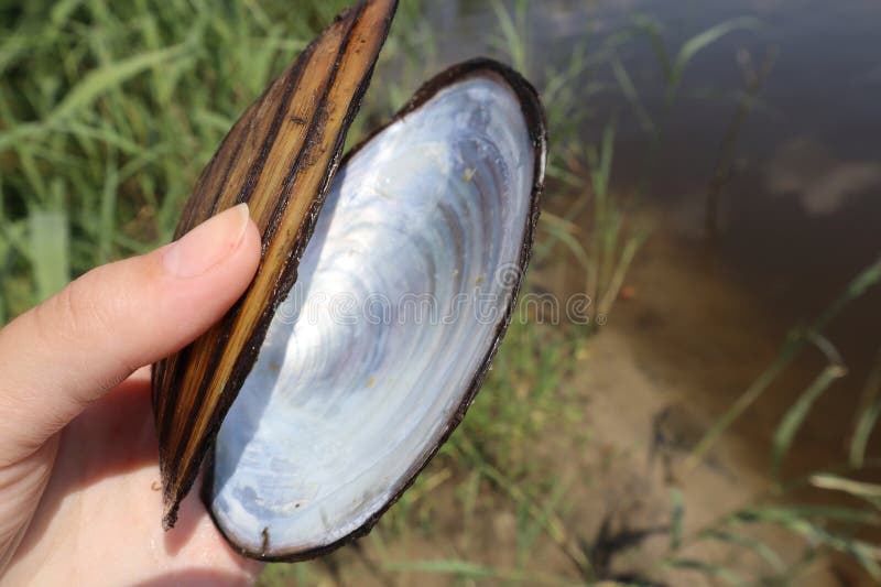 Hand Holding Empty Shell Near Lake. Stock Image - Image of natural ...