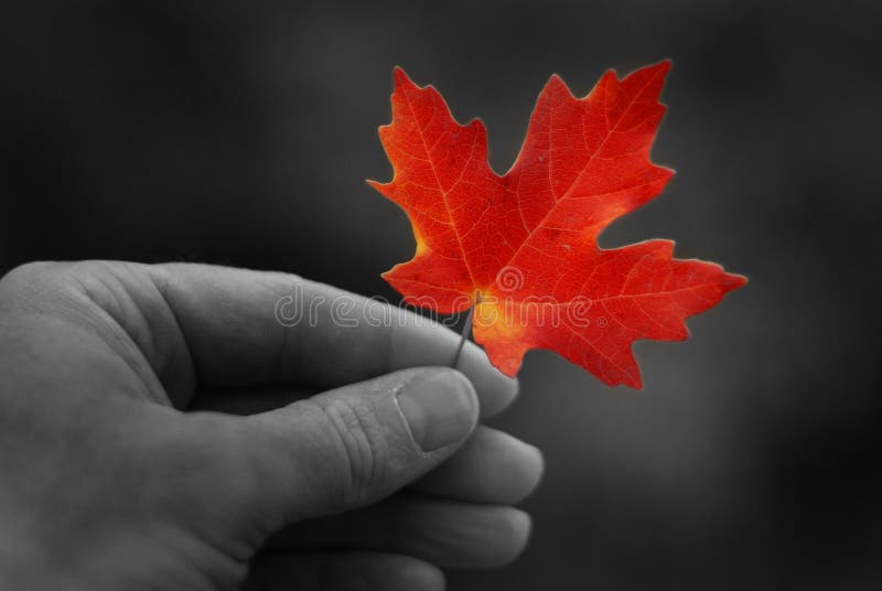 Hand Holding Fall Red Maple Leaf Foliage Autumn Stock Photo - Image of ...
