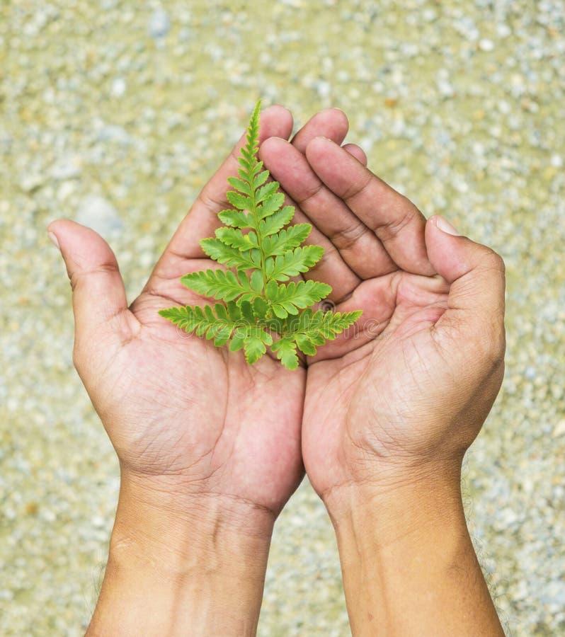 Hand holding fern leaf stock image. Image of body, organism - 36398099