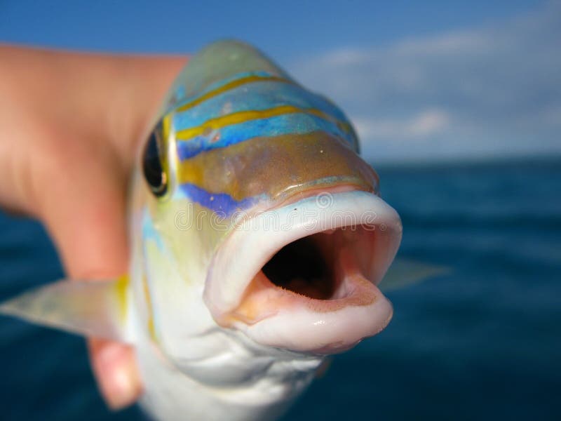 Hand holding fish stock image. Image of animal, hold - 25071775