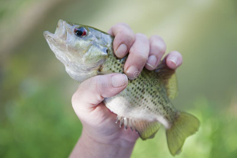 Hand holding fish stock image. Image of animal, hold - 25071775