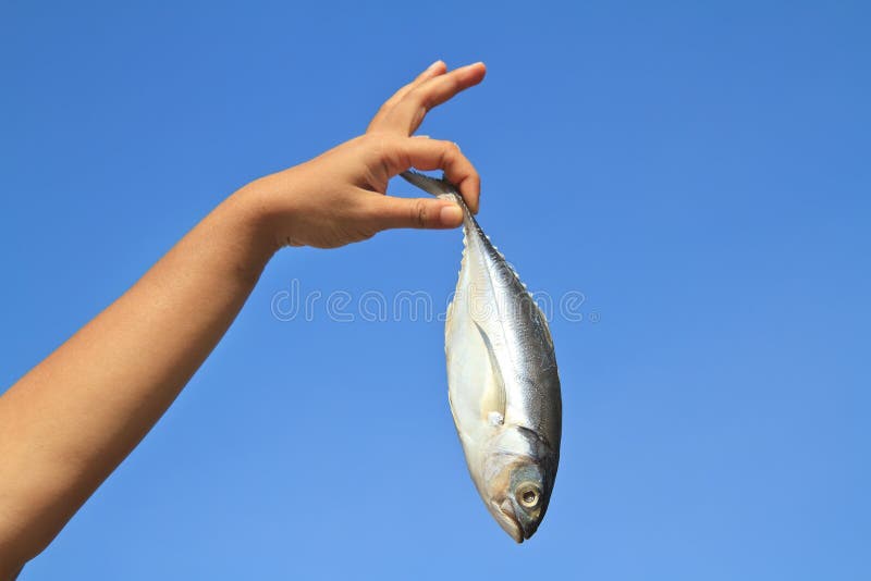 Hand holding fish stock photo. Image of fish, fishing - 35138140
