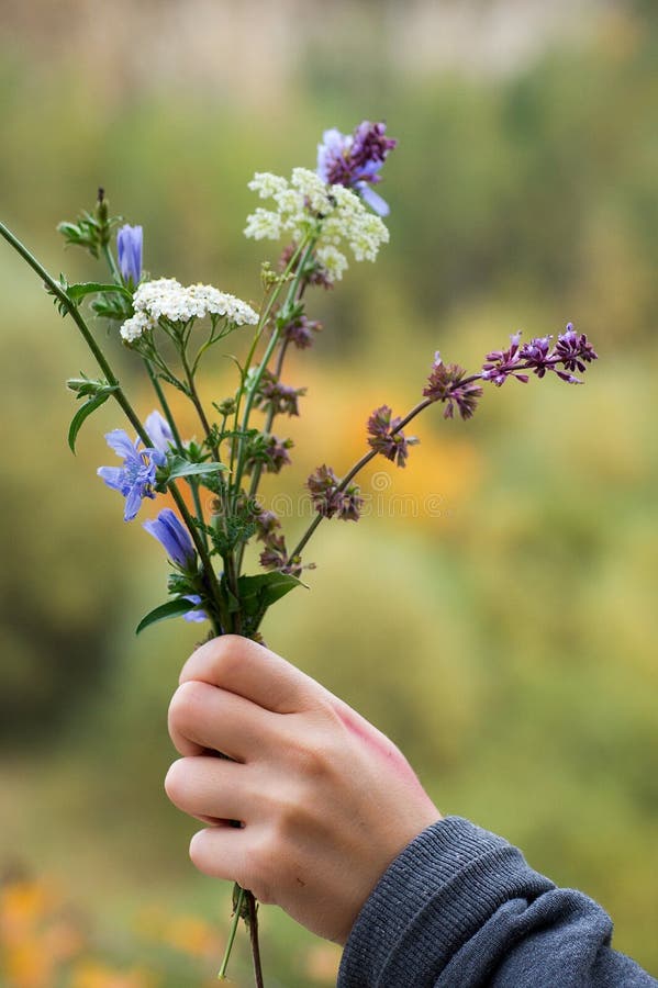 Hand holding flowers stock image. Image of holding, flowers - 179565319