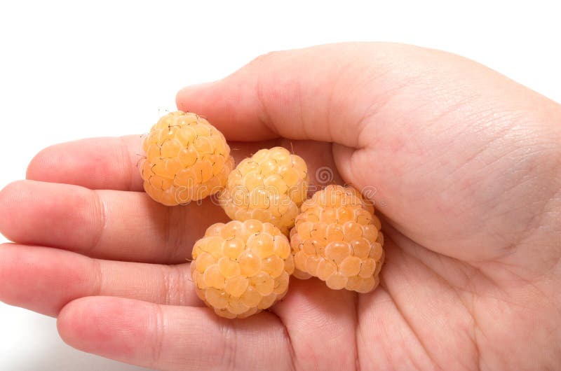 Hand Holding Four Yellow Raspberries Stock Photo - Image of healthy ...