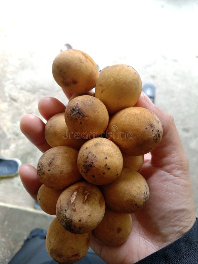 Hand Holding Fresh Langsat Fruit. Stock Photo - Image of sweet, shrub ...