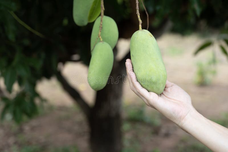 Hand Holding Fresh Mango from Tree Branch, in the Garden Farm Stock ...
