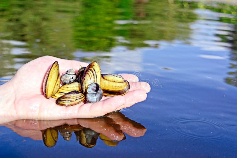 Hand Holding Fresh Mussels, Shallow Focus Stock Photo - Image of ...