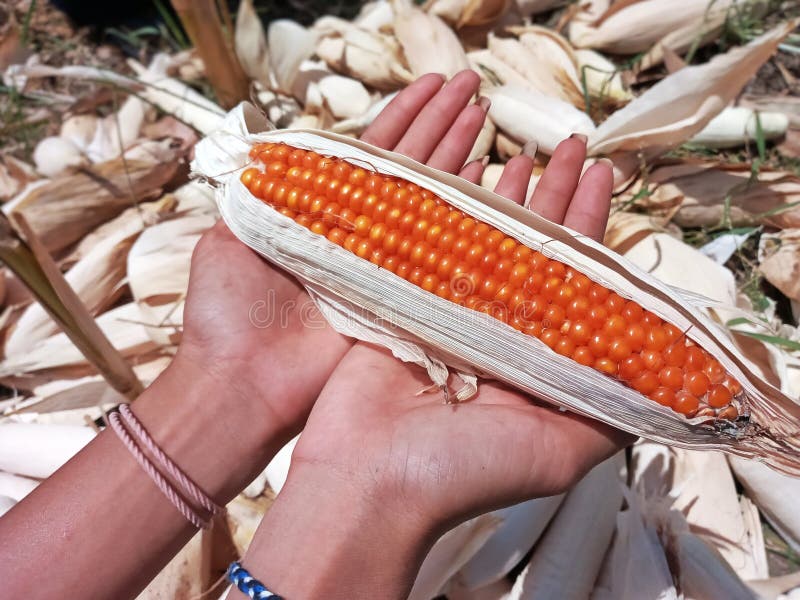 Hand Holding a Fresh Red Maize or Corn Cob Above Many Corns in the ...