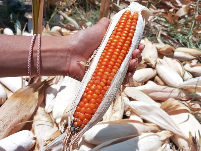 Hand Holding a Fresh Red Maize or Corn Cob Above Many Corns in the ...