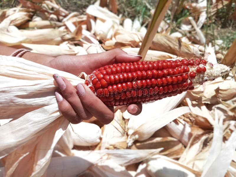 Hand Holding a Fresh Red Maize or Corn Cob Above Many Corns in the ...