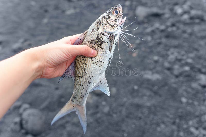 Fresh Catch: Hand Holding Fish Covered in Black Sand Stock Image ...