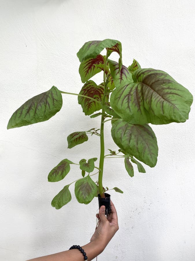 A Hand Holding Freshly Farmed Chinese Spinach Amaranth Using Hydroponic ...