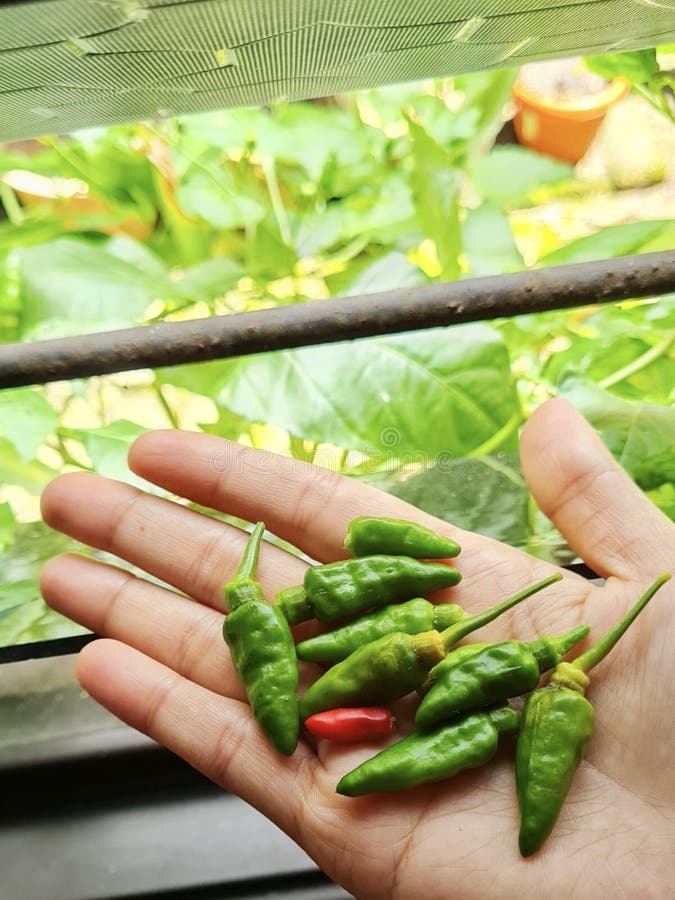 Hand Holding Freshly Harvested Green Chillies with One Red Chilli Stock ...