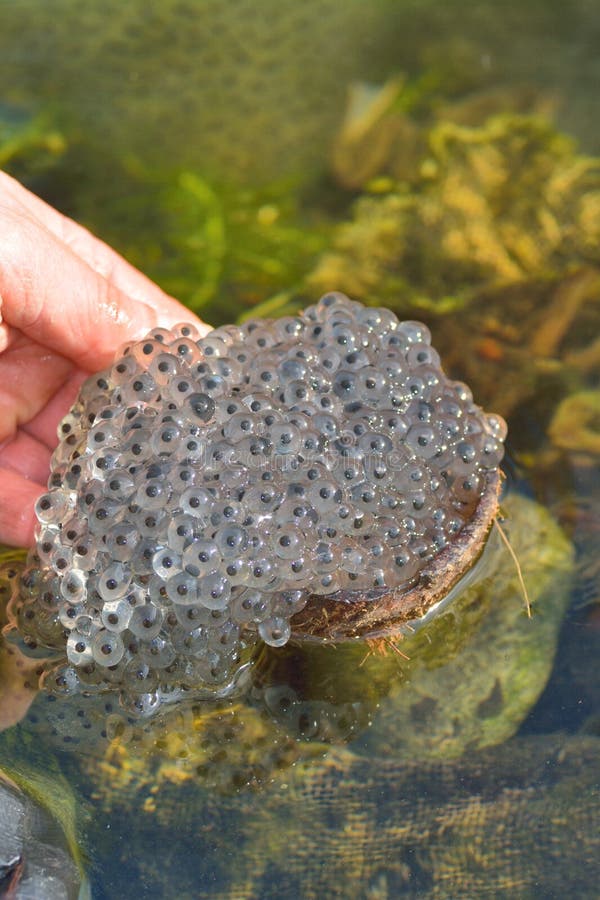 784 Frogspawn Stock Photos - Free & Royalty-Free Stock Photos from ...