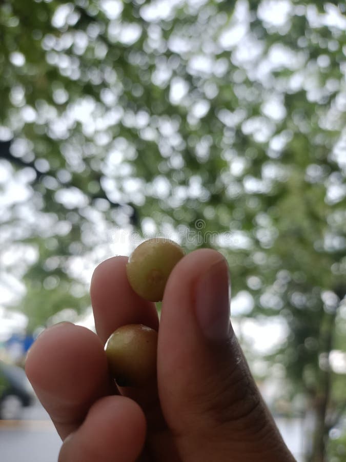 Hand Holding Fruit Called Kersen Stock Photos - Free & Royalty-Free ...