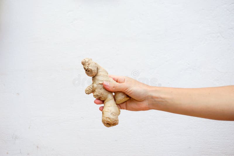 Hand holding ginger. stock photo. Image of herb, organic - 188717908