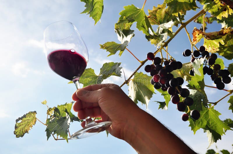 Hand Holding a Glass of Red Wine Stock Photo - Image of plant, vine ...