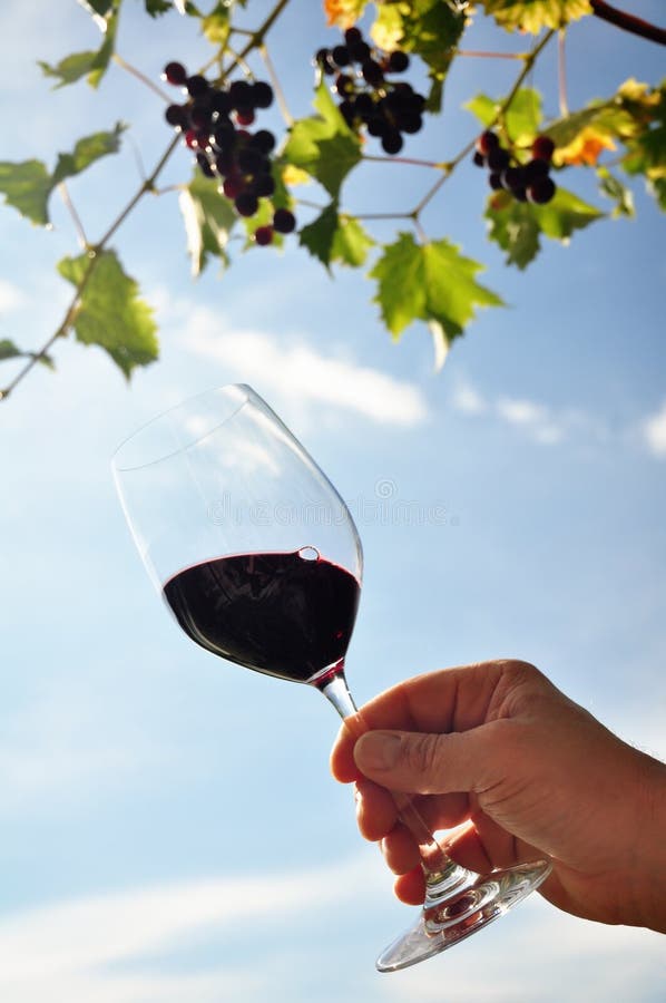 Hand Holding a Glass of Red Wine Stock Photo - Image of plant, vine ...