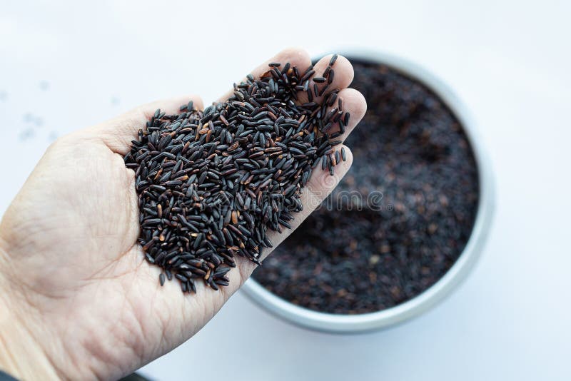 Hand Holding Grain Rice Berry, Black Rice on Hand Stock Image - Image ...