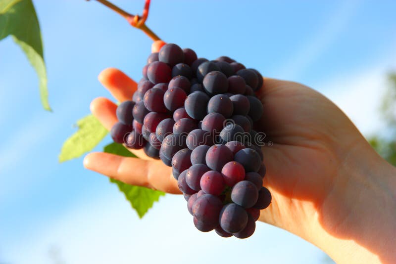 Hand Holding Grape Clusters Against Blue Sky Stock Photo - Image of ...