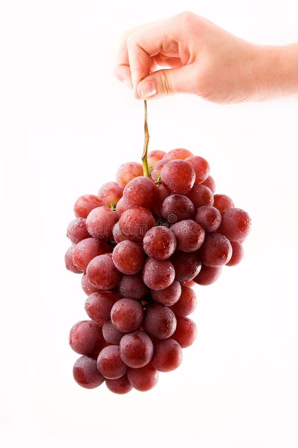 Hand holding grapes stock photo. Image of dieting, fruits - 2809472