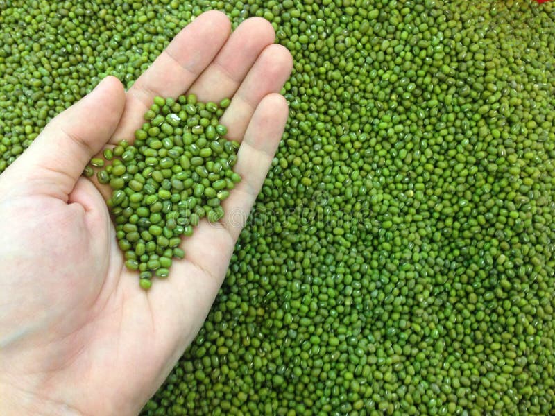 Hand Holding Green Bean a Lot for Abstract Background Stock Photo ...