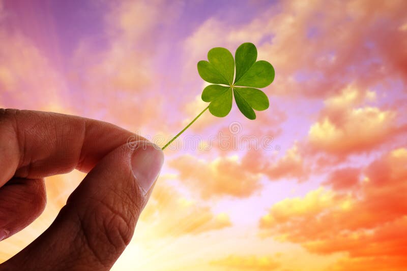 Hand Holding Green Four Leaf Clover Stock Photo - Image of sunrise ...