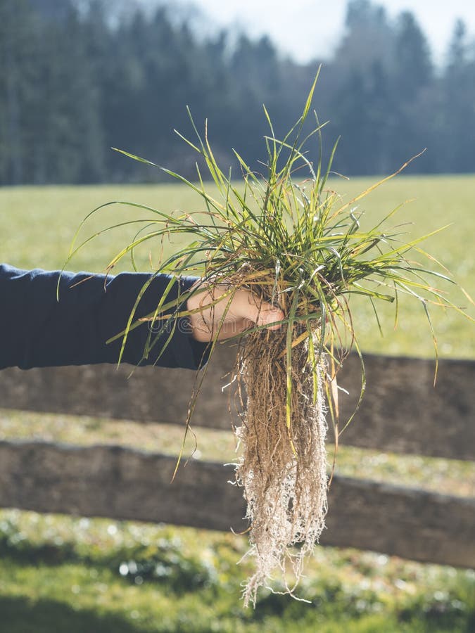Hand Holding Green Grass Plant Deep Root System Stock Photos - Free ...