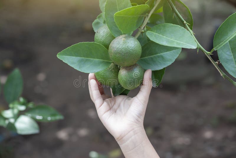 Hand Holding Green Lime on Tree. Stock Image - Image of growing, grown ...