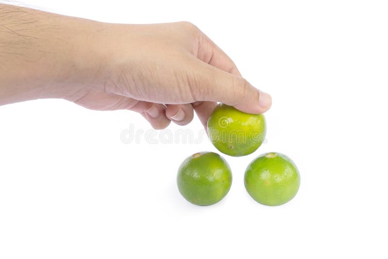 Hand holding green lime stock photo. Image of green, natural - 57767304