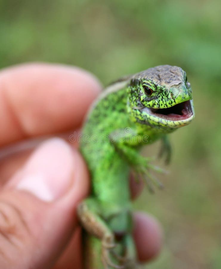 Green lizard stock image. Image of textured, white, flexible - 2625557