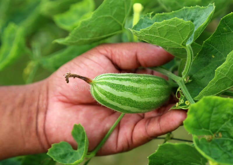 Pointed gourd stock photo. Image of crop, gourd, indian - 20766408